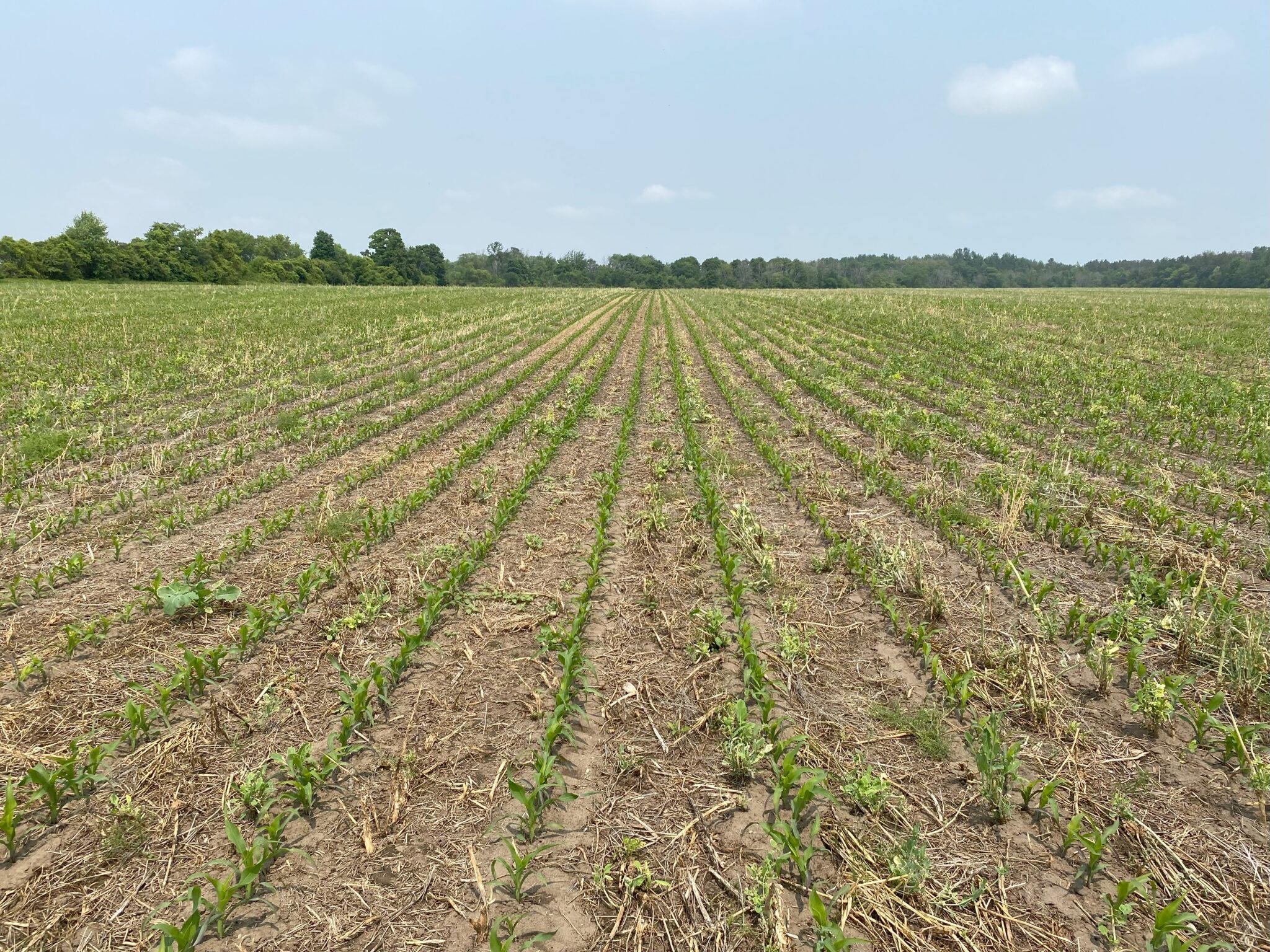 Does it work to plant green into cover crops for corn? Five unique ...