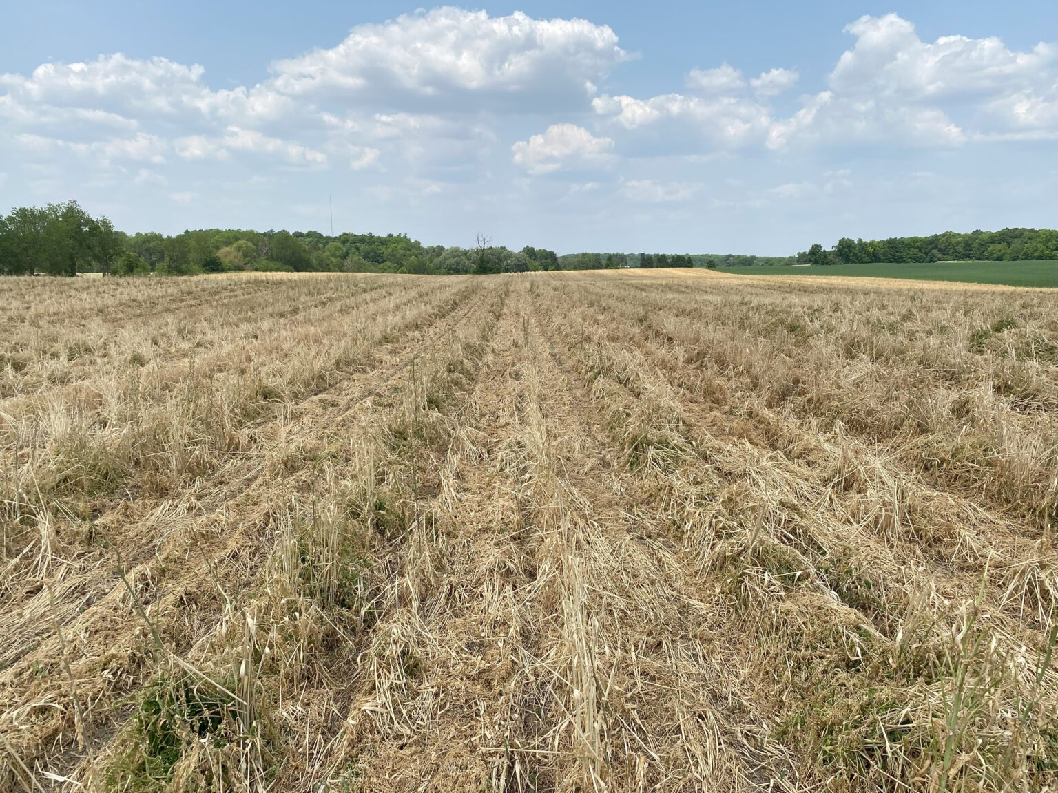 Does it work to plant green into cover crops for corn? Five unique ...