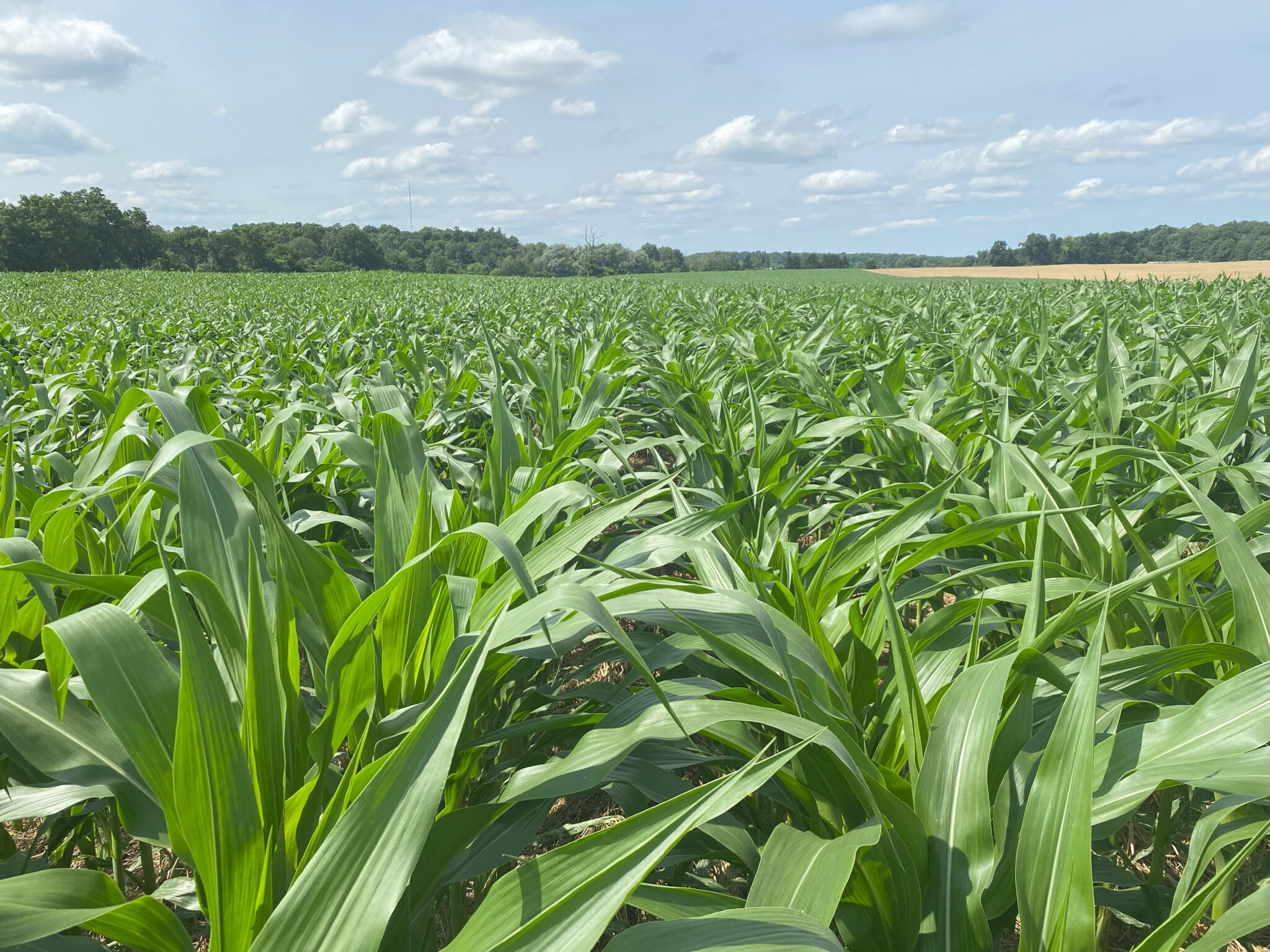 Does it work to plant green into cover crops for corn? Five unique ...