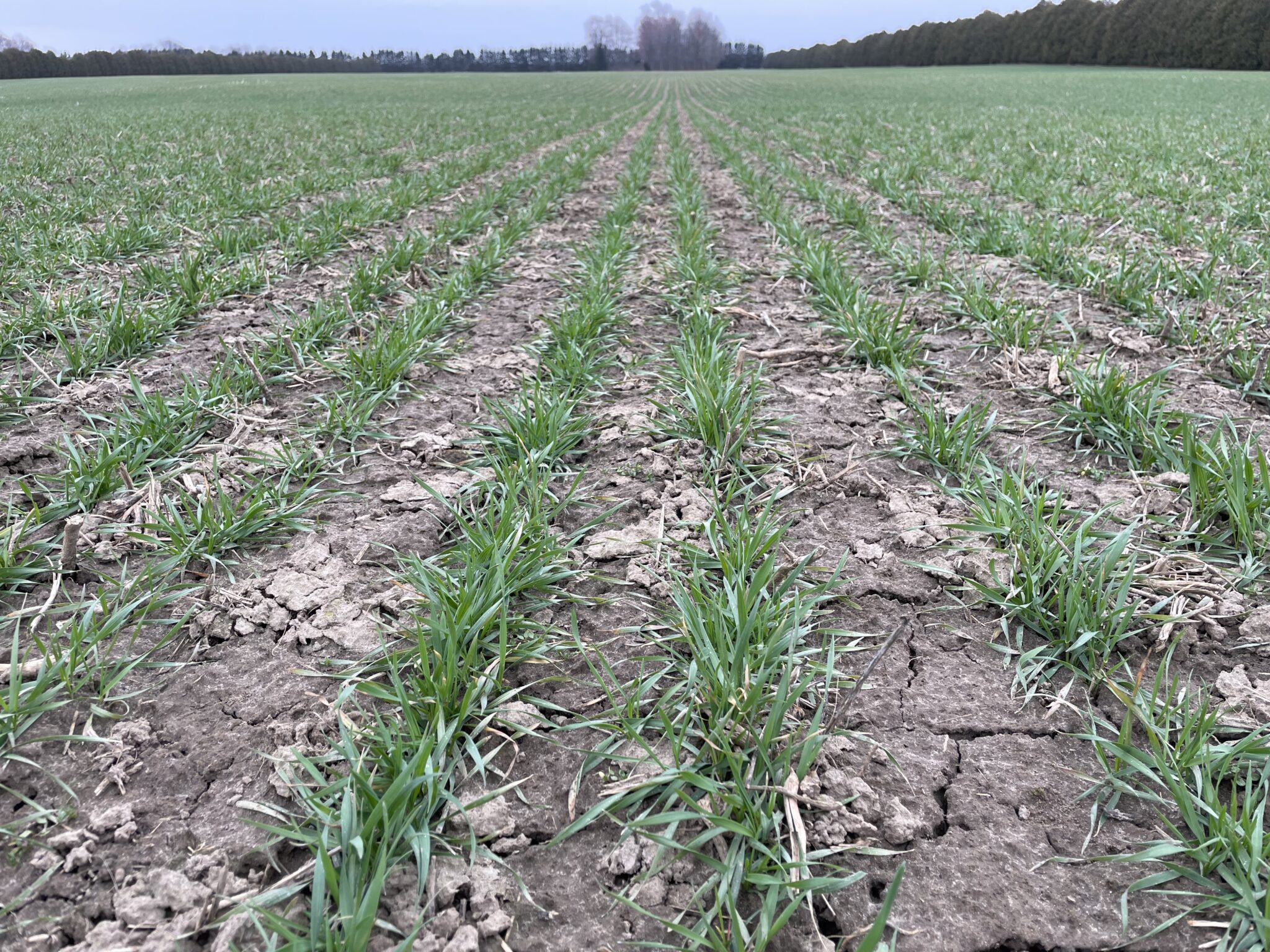 Is it too early for nitrogen? – Field Crop News