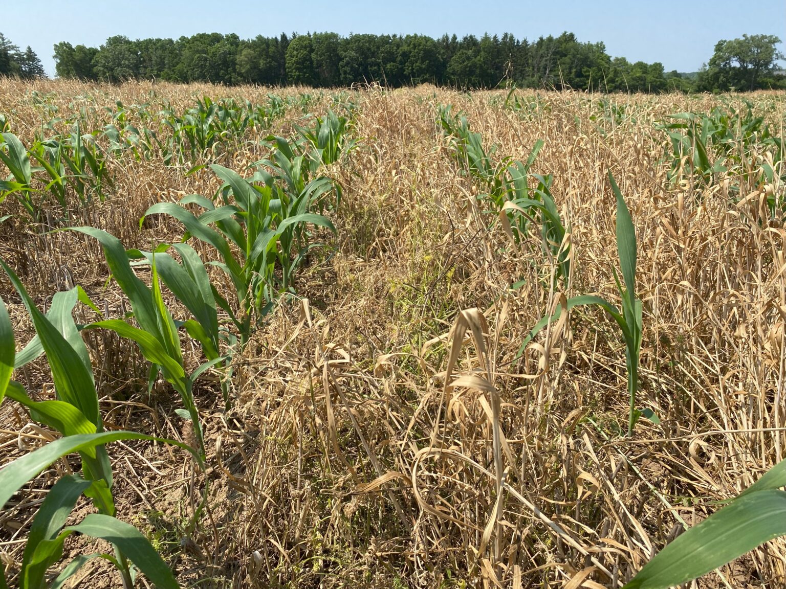 Does it work to plant green into cover crops for corn? Five unique ...