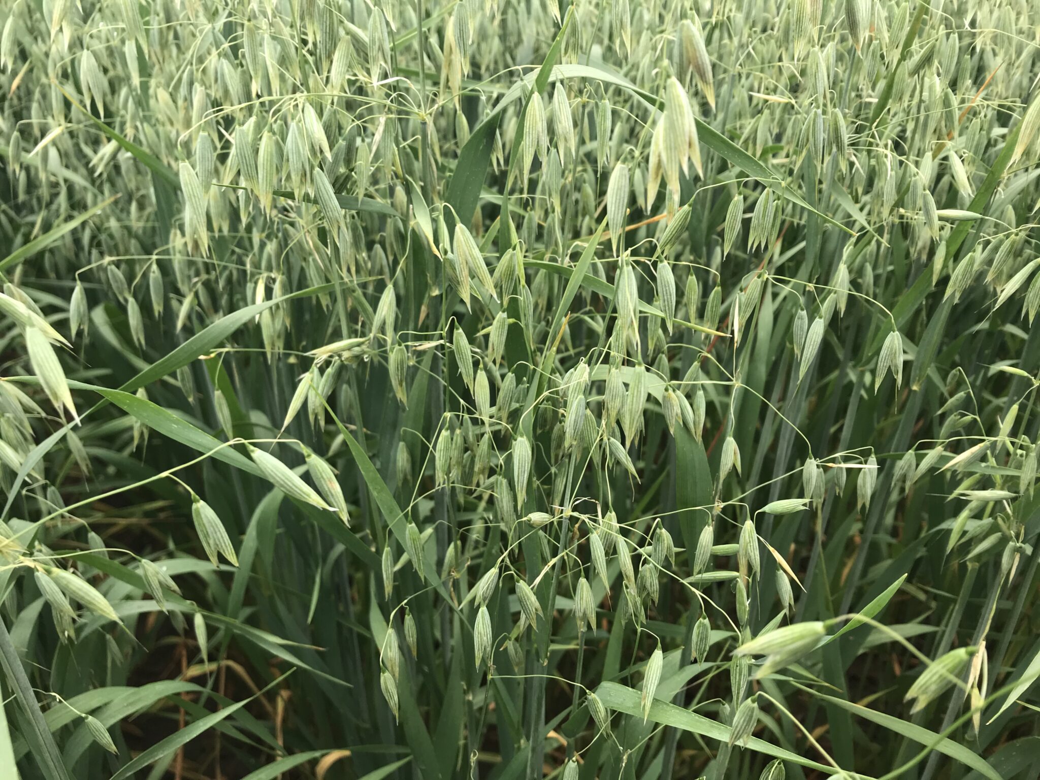 Managing Barley Yellow Dwarf Virus in Oats – Field Crop News