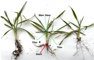 Managing Winter Wheat with Growing Degree Days – Field Crop News