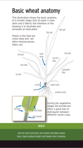 Managing Winter Wheat with Growing Degree Days – Field Crop News