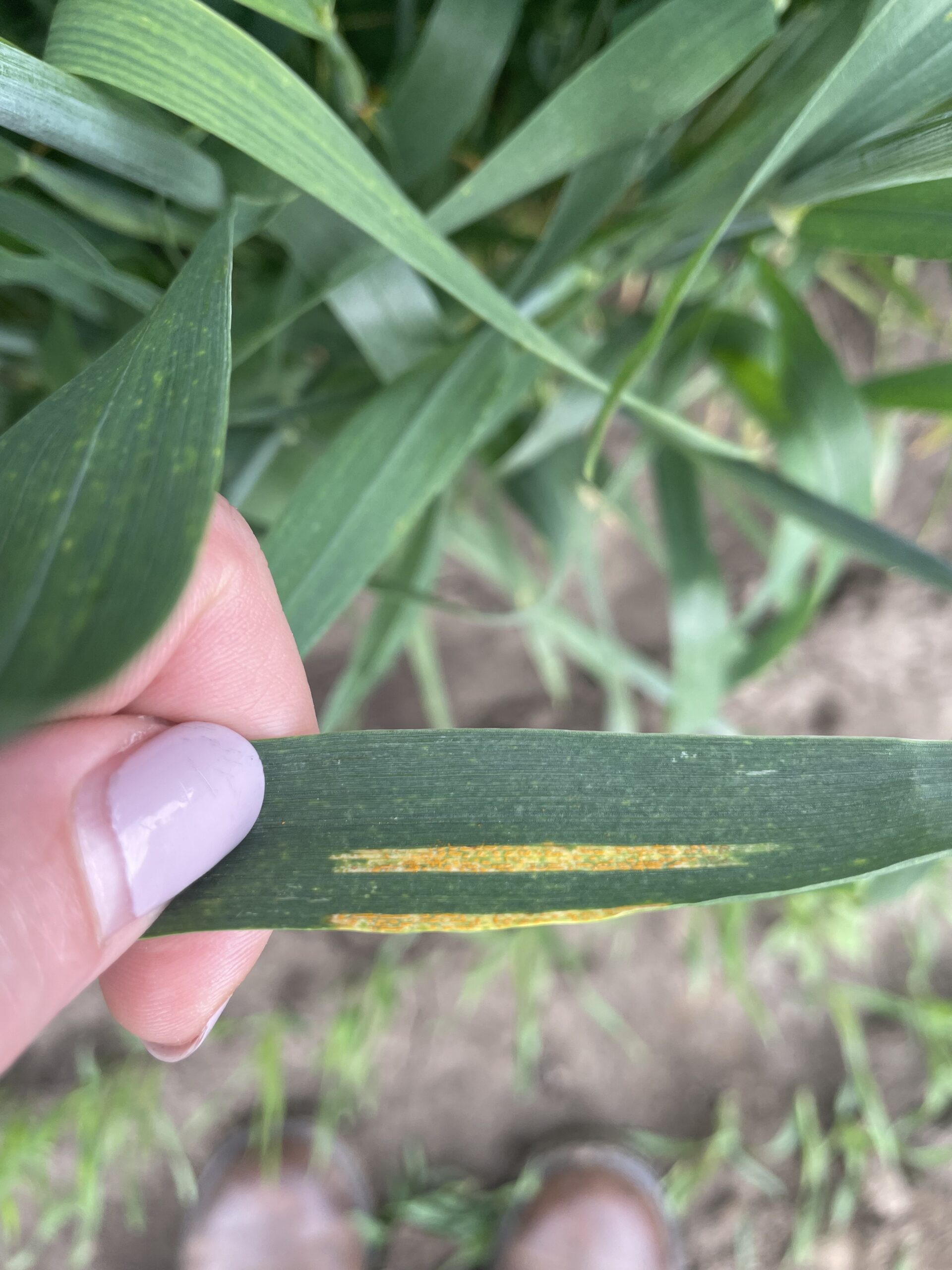 Effectively Managing Stripe Rust – Field Crop News