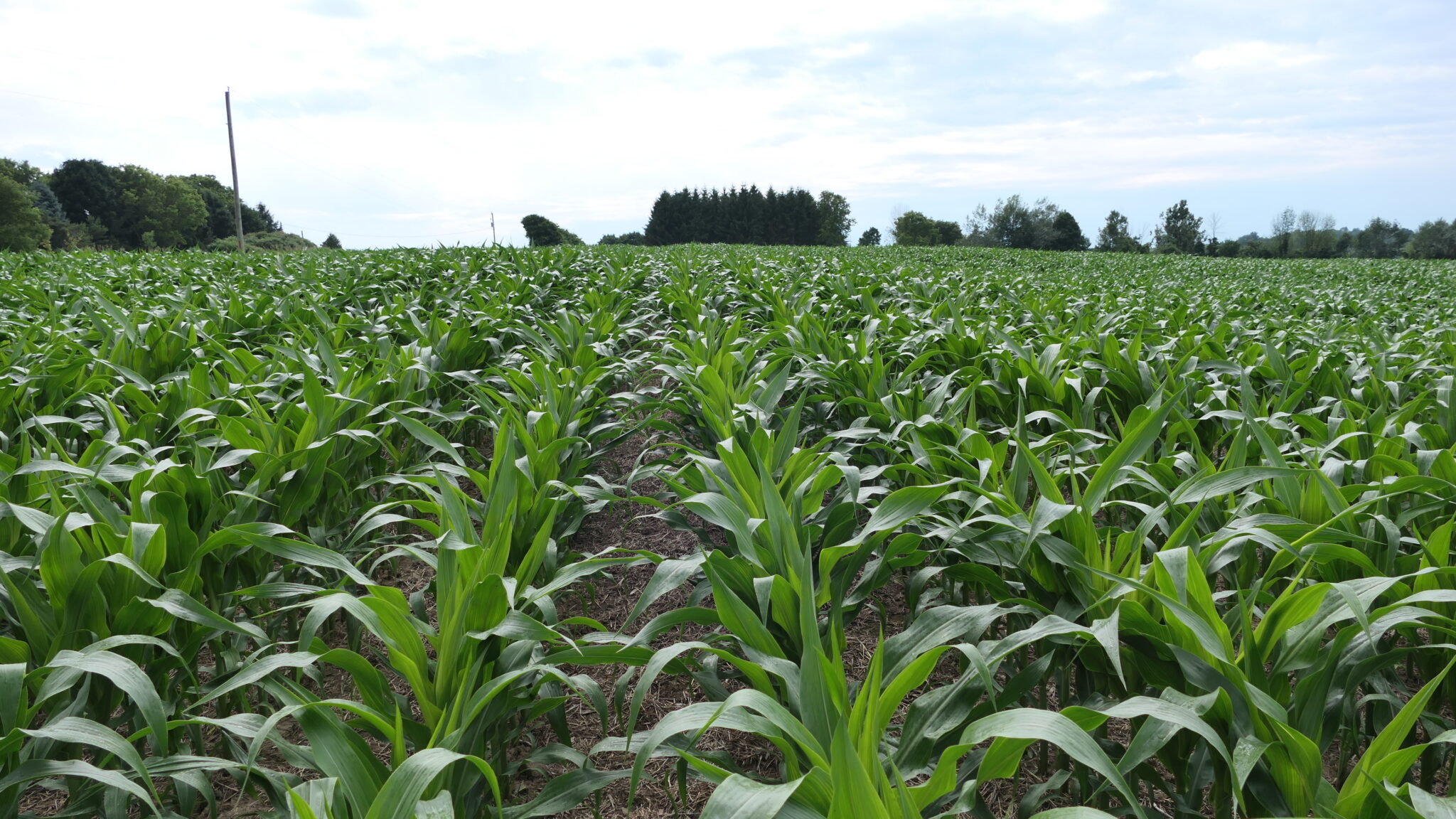 Cropping Systems and Rotations – Field Crop News