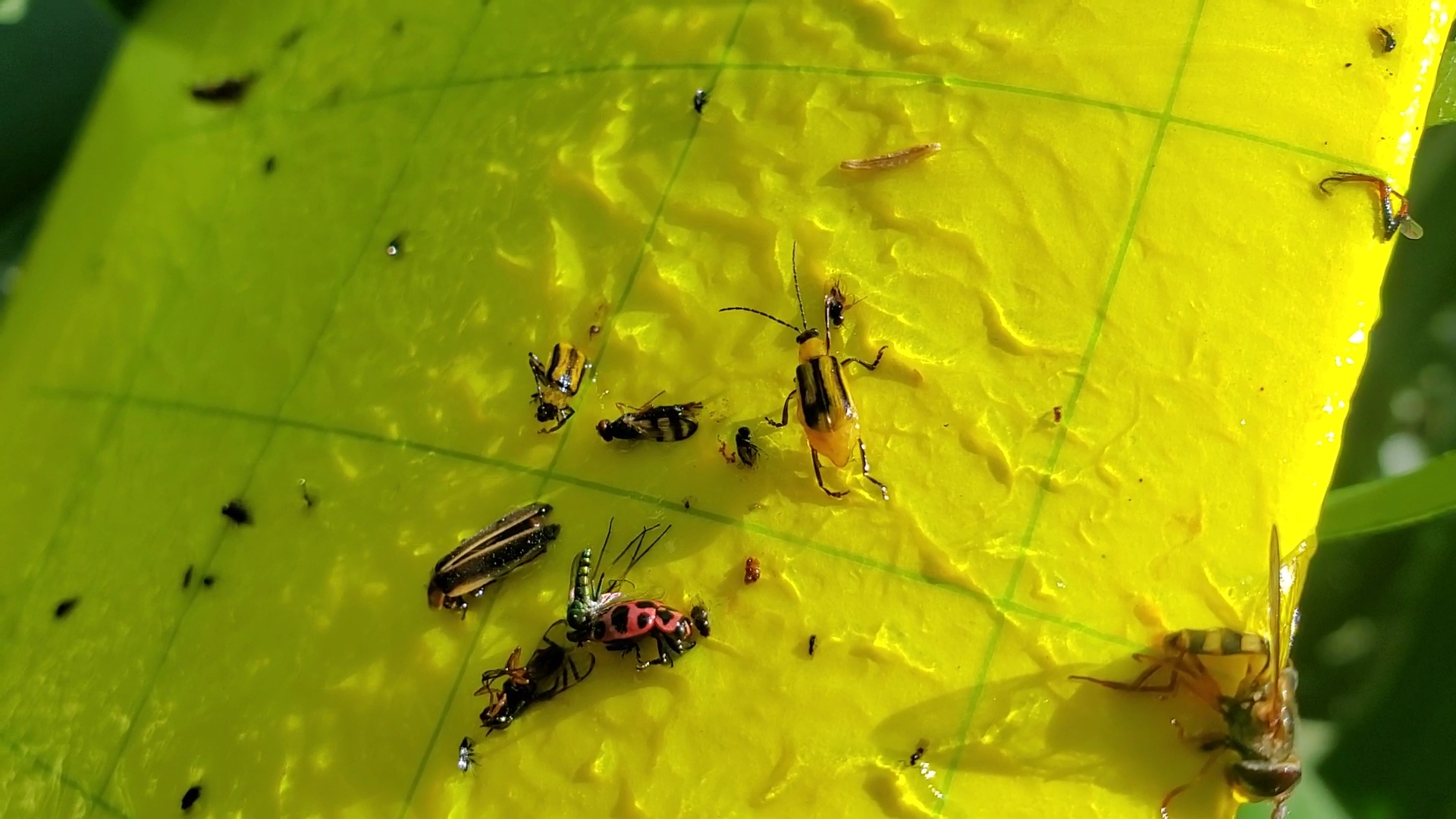 Corn Rootworm Trap Network – Field Crop News