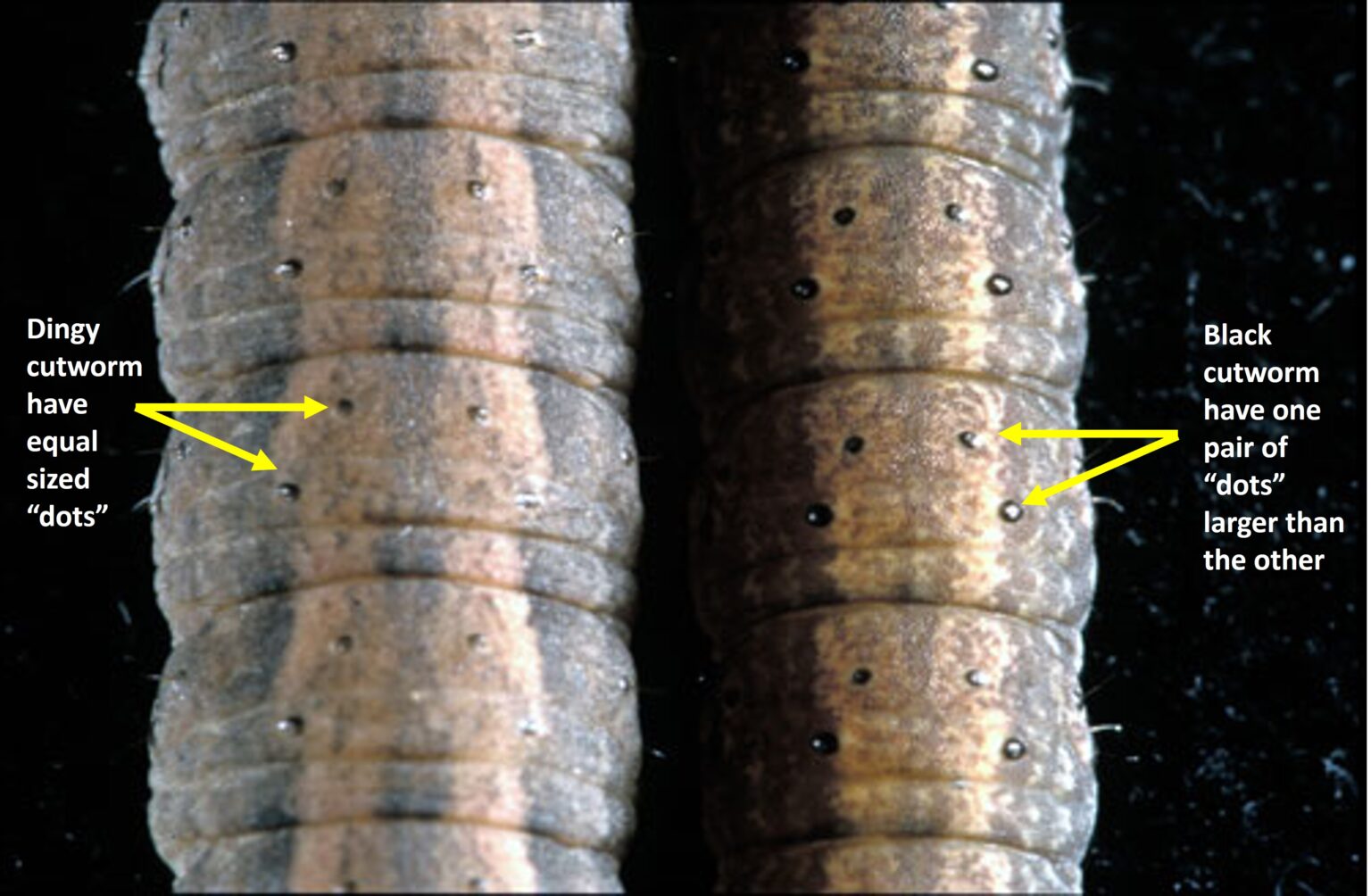 Cutworms of All Kinds – Field Crop News