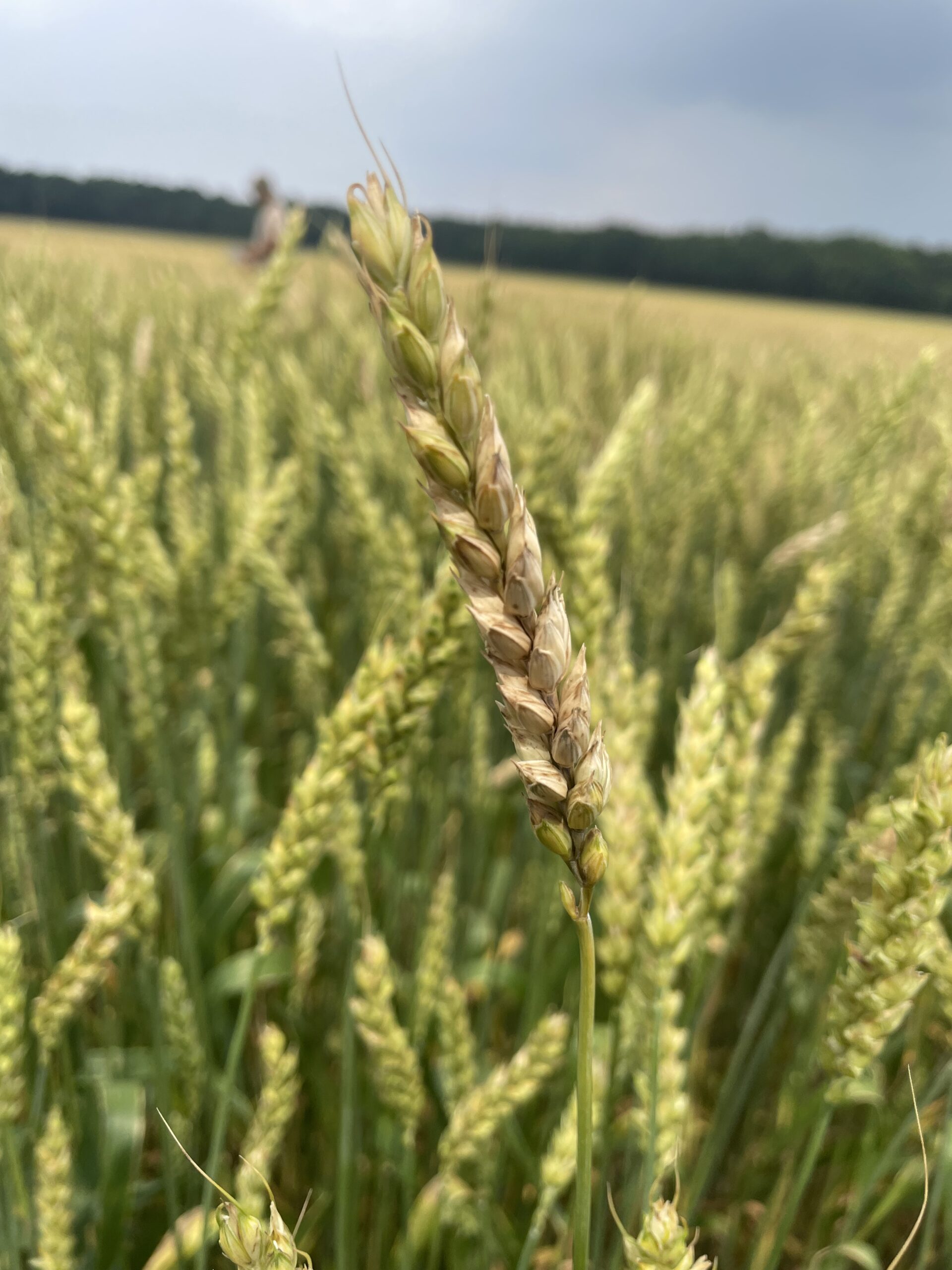 Field Crop News – Ontario Ministry of Agriculture, Food and Rural ...