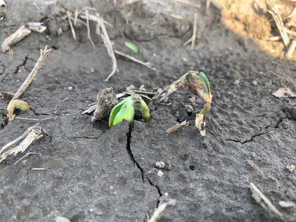 Crop Conditions – Week of June 6, 2024 – Field Crop News