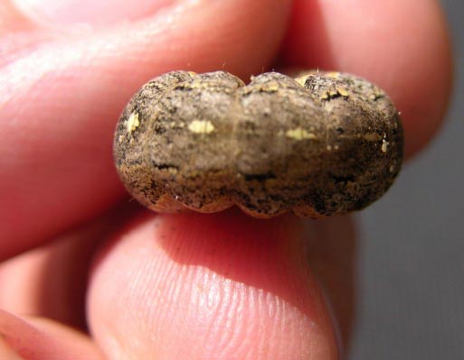 Cutworms of All Kinds – Field Crop News