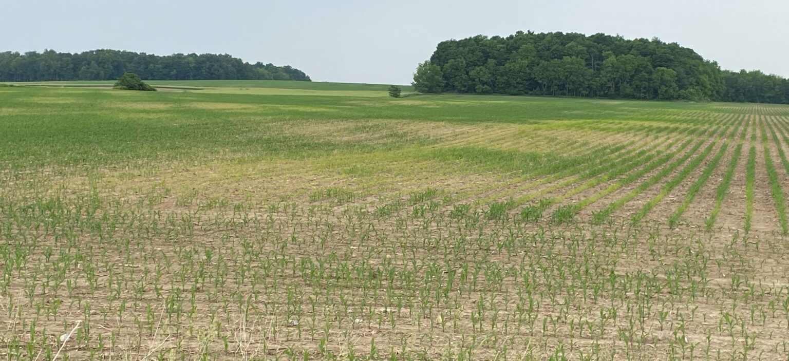 Crop Reports – Field Crop News