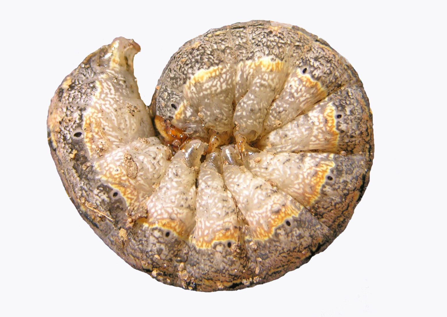 Cutworms of All Kinds – Field Crop News