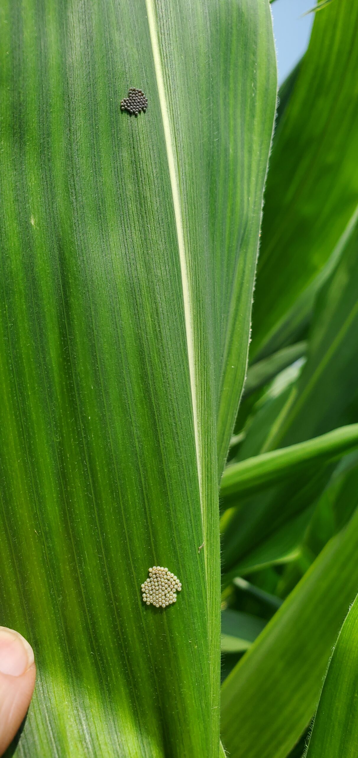 Field Crop News – Ontario Ministry of Agriculture, Food and Rural ...