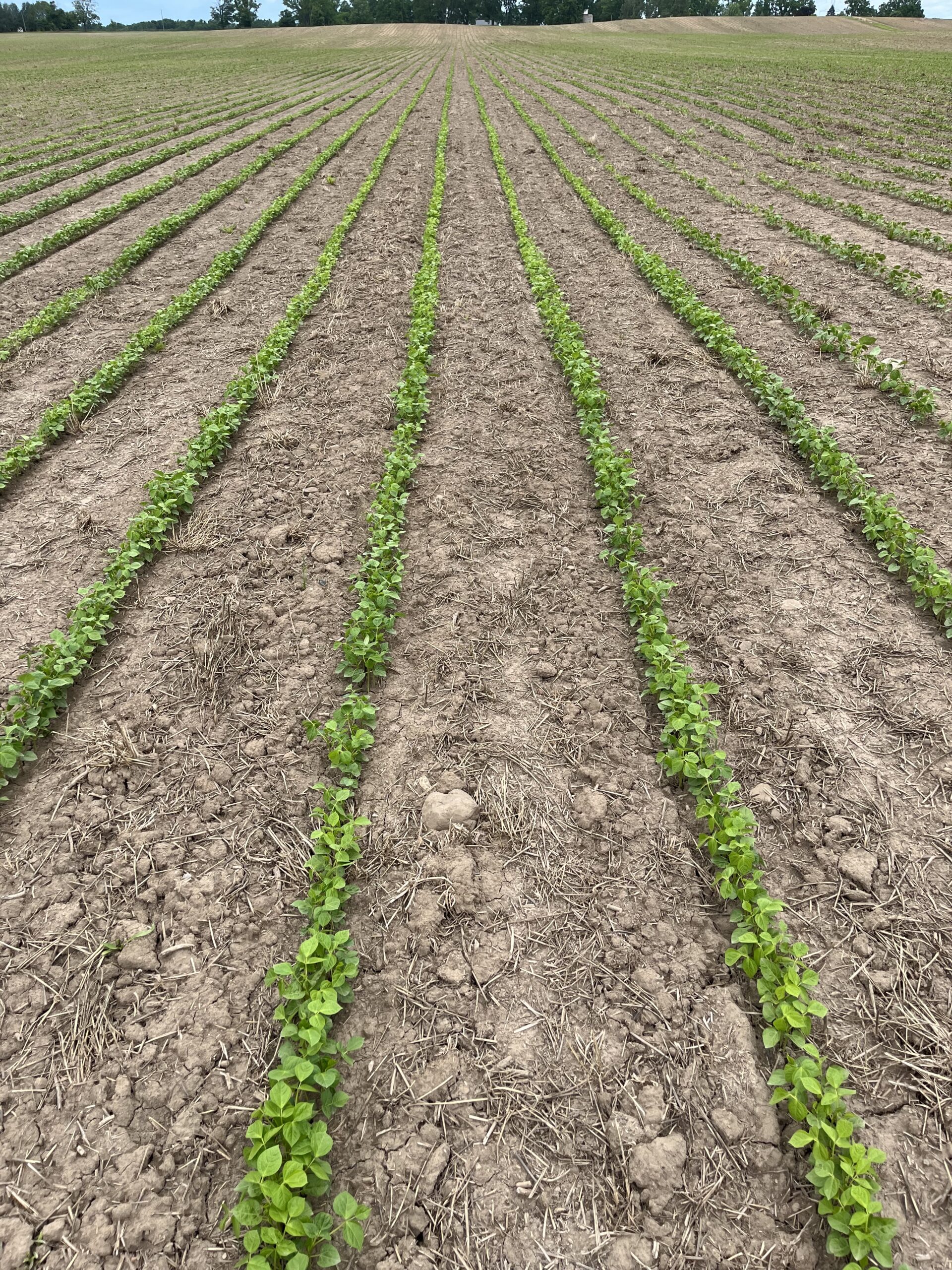 Field Crop News – Ontario Ministry of Agriculture, Food and Rural ...
