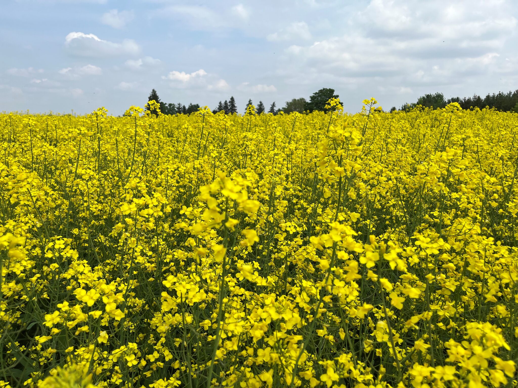 Canola 2024 Seasonal Summary – Field Crop News