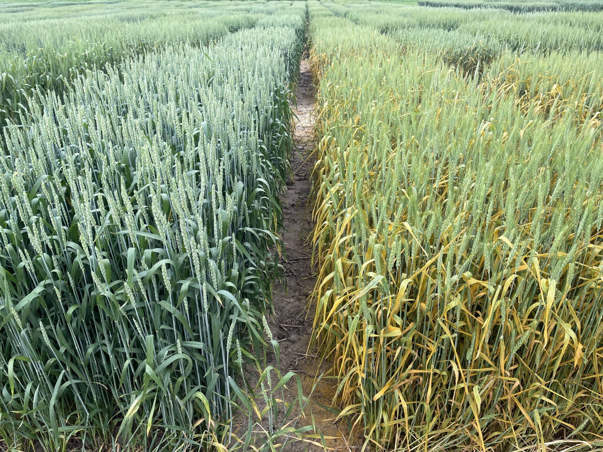 Crop Reports – Field Crop News