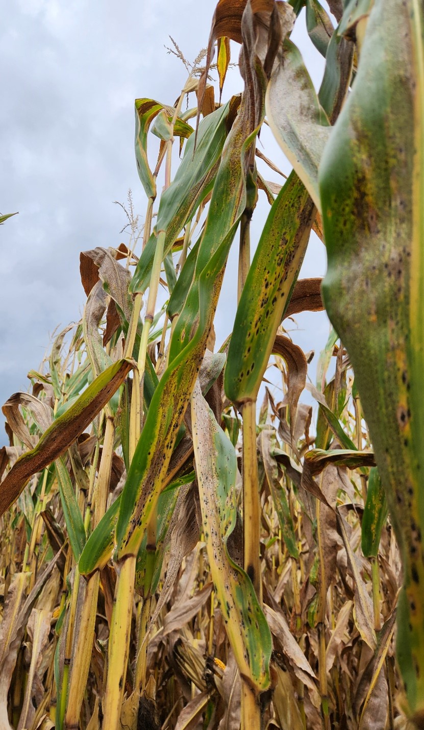 2024 Corn Seasonal Summary – Field Crop News
