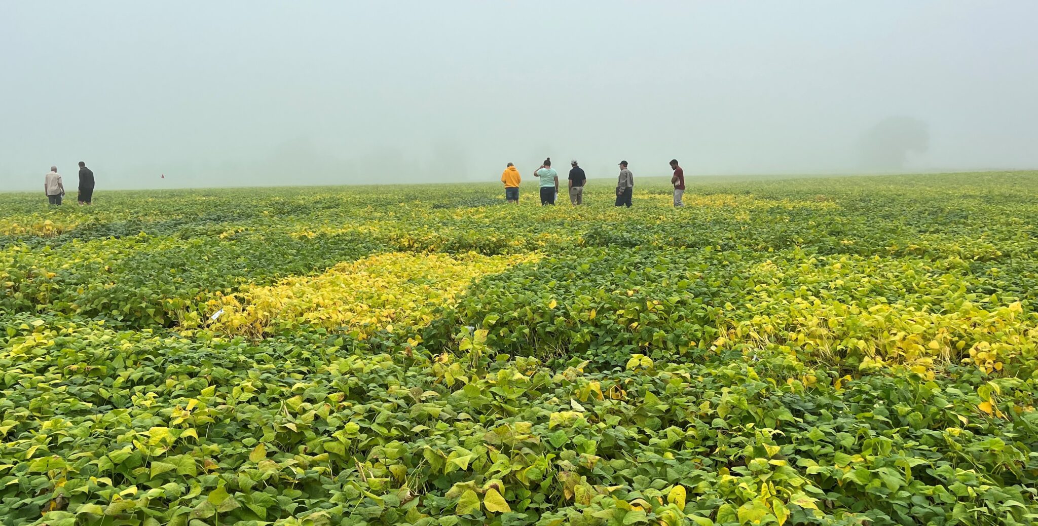 What is a Registered Variety? – Field Crop News