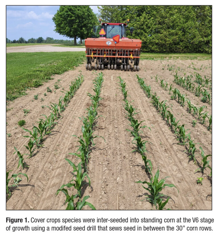 Which residual corn herbicides allow cover crops to be inter-seeded ...