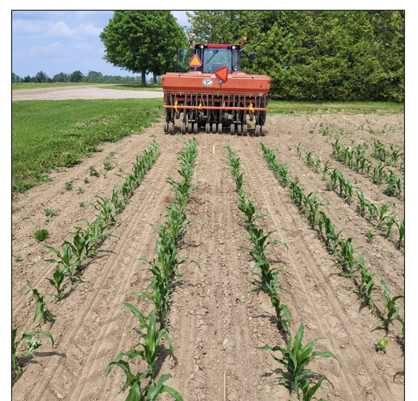 Which residual corn herbicides allow cover crops to be inter-seeded ...