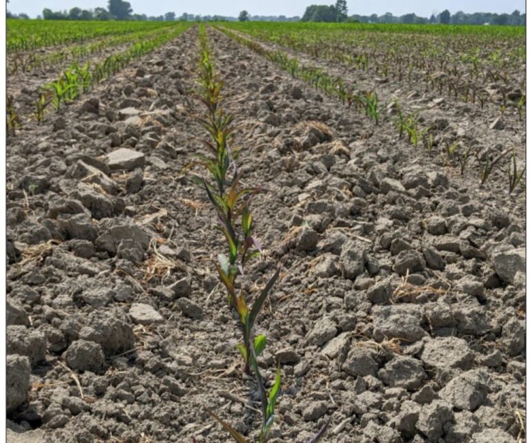 Why do I see nutrient deficiencies in my crops, even with moderate soil ...