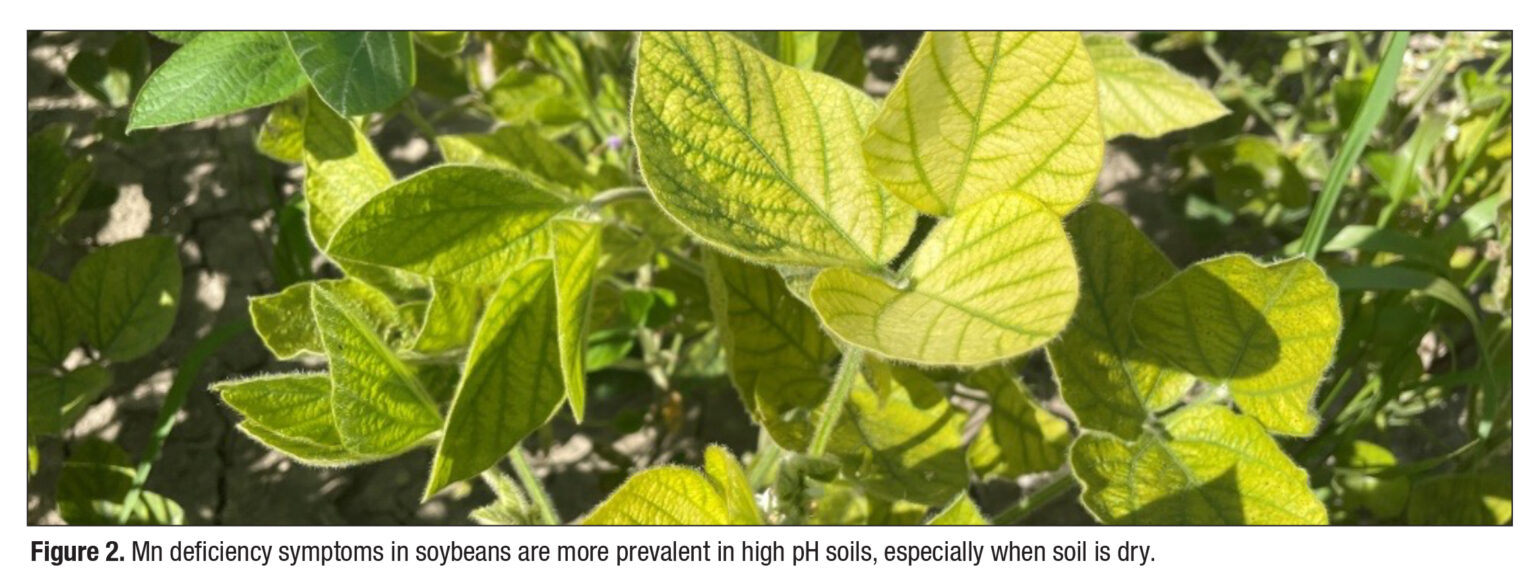 Why do I see nutrient deficiencies in my crops, even with moderate soil ...