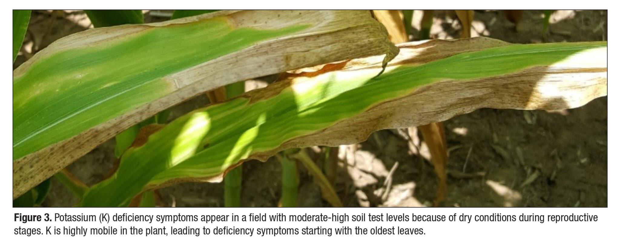Why do I see nutrient deficiencies in my crops, even with moderate soil ...