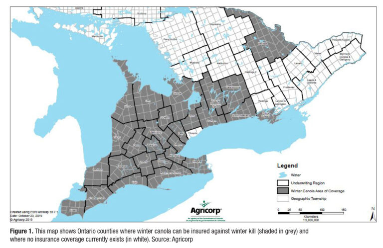 What do I need to consider before adding winter canola to my crop ...