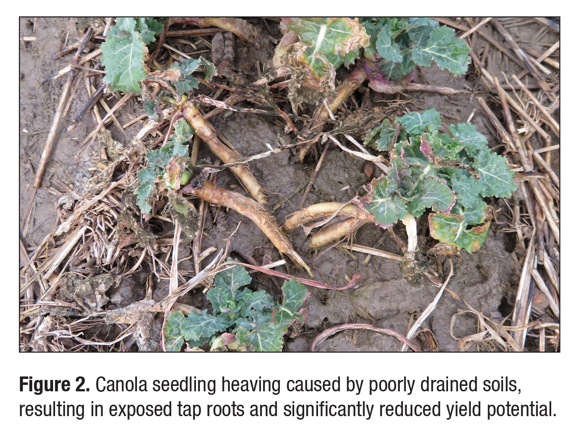 What do I need to consider before adding winter canola to my crop ...