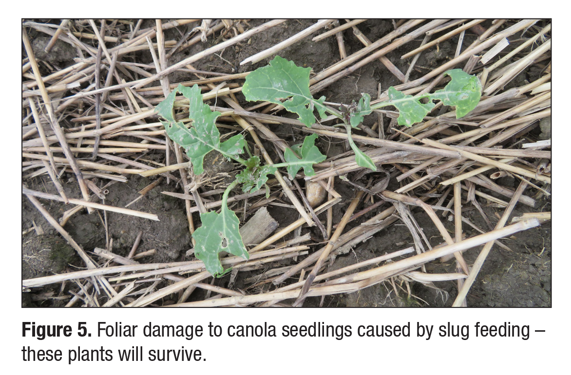What do I need to consider before adding winter canola to my crop ...