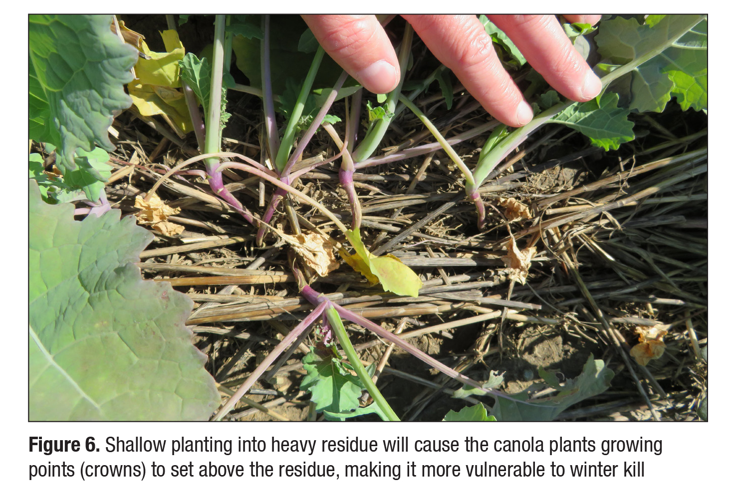 What do I need to consider before adding winter canola to my crop ...