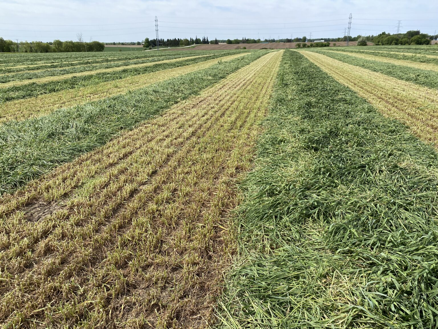 Crop Conditions – Week of May 19th, 2025 – Field Crop News