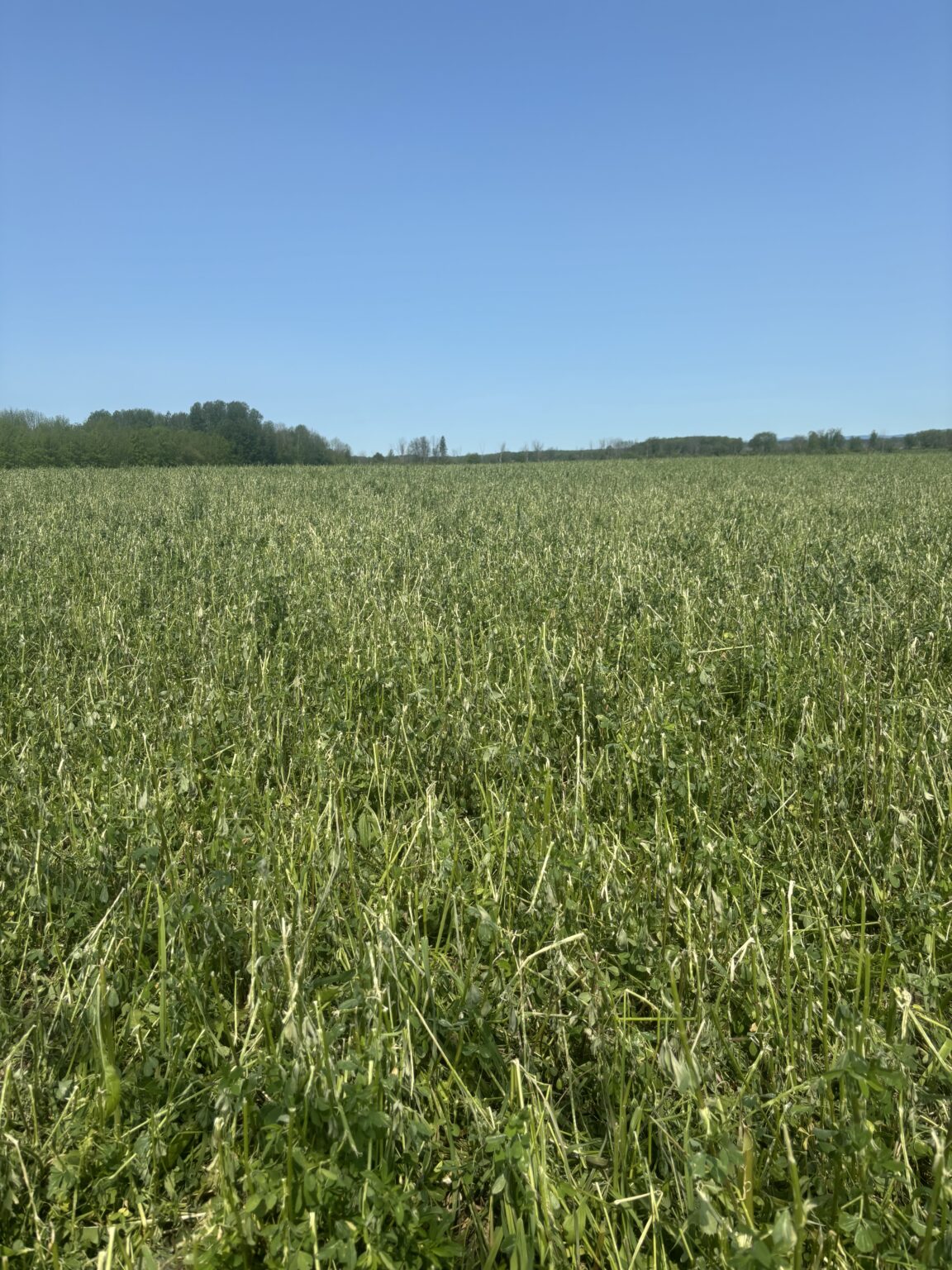 Coping with Hail Damage to Forage Crops and Pastures – Field Crop News