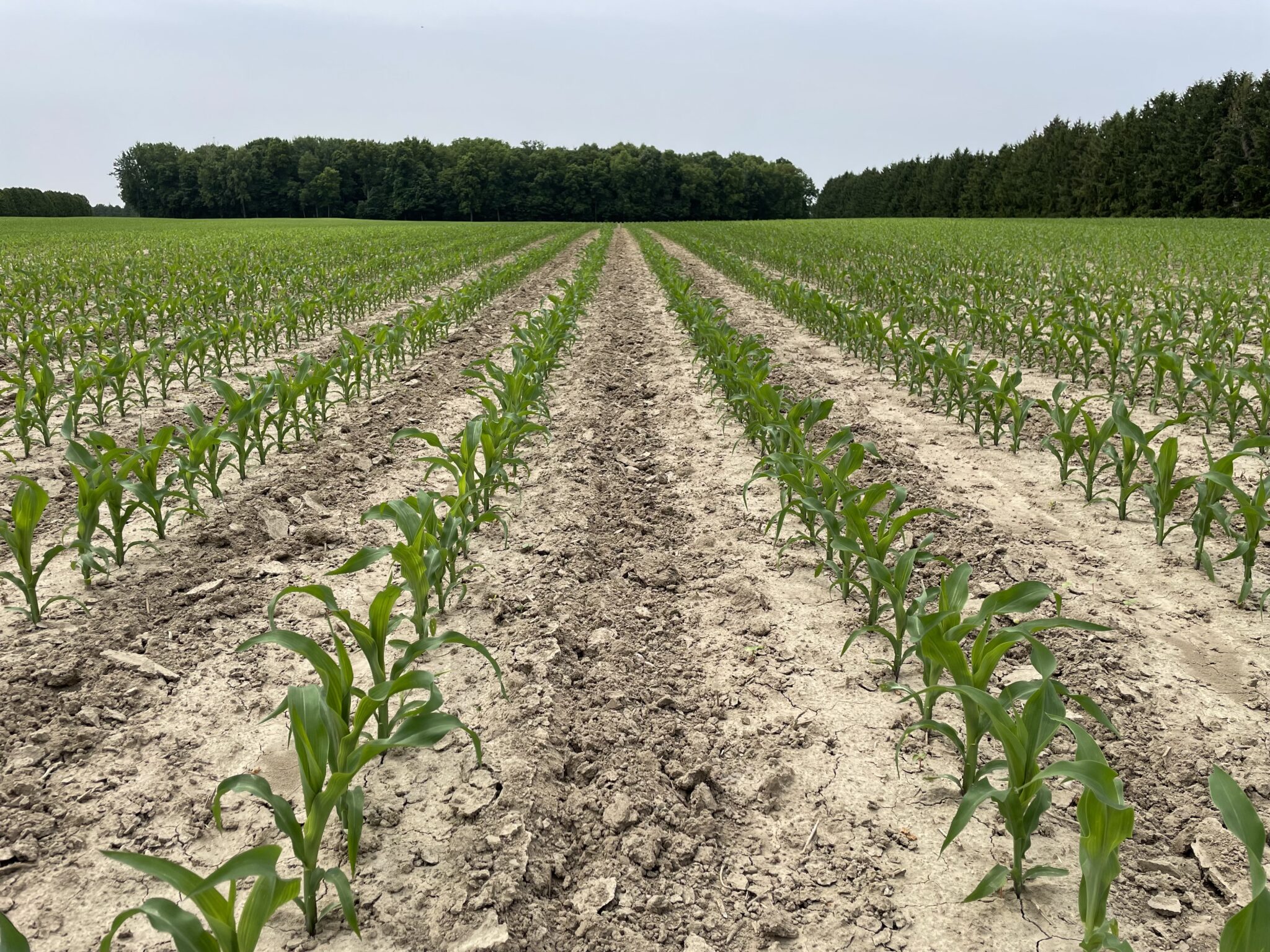 Anticipated Soil Nitrogen Supply for 2025’s Corn Crop – Field Crop News