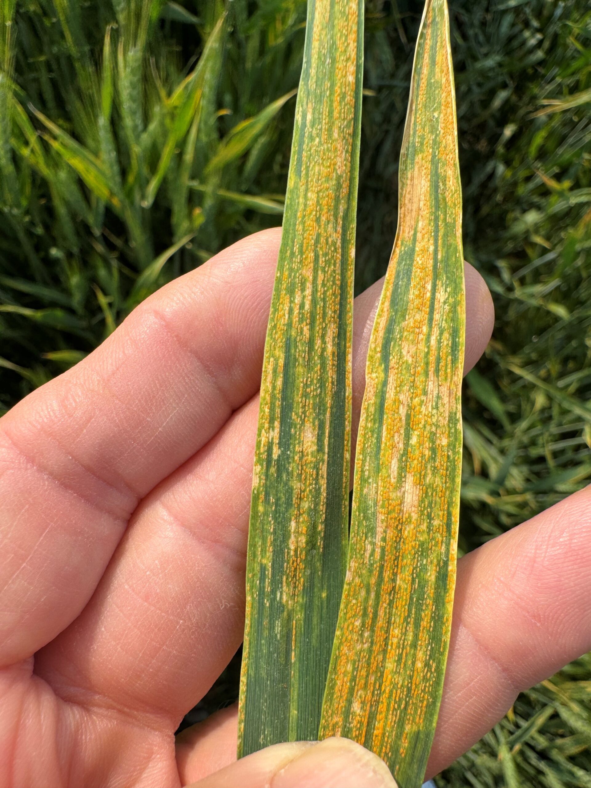 Field Crop News – Ontario Ministry of Agriculture, Food and Rural ...