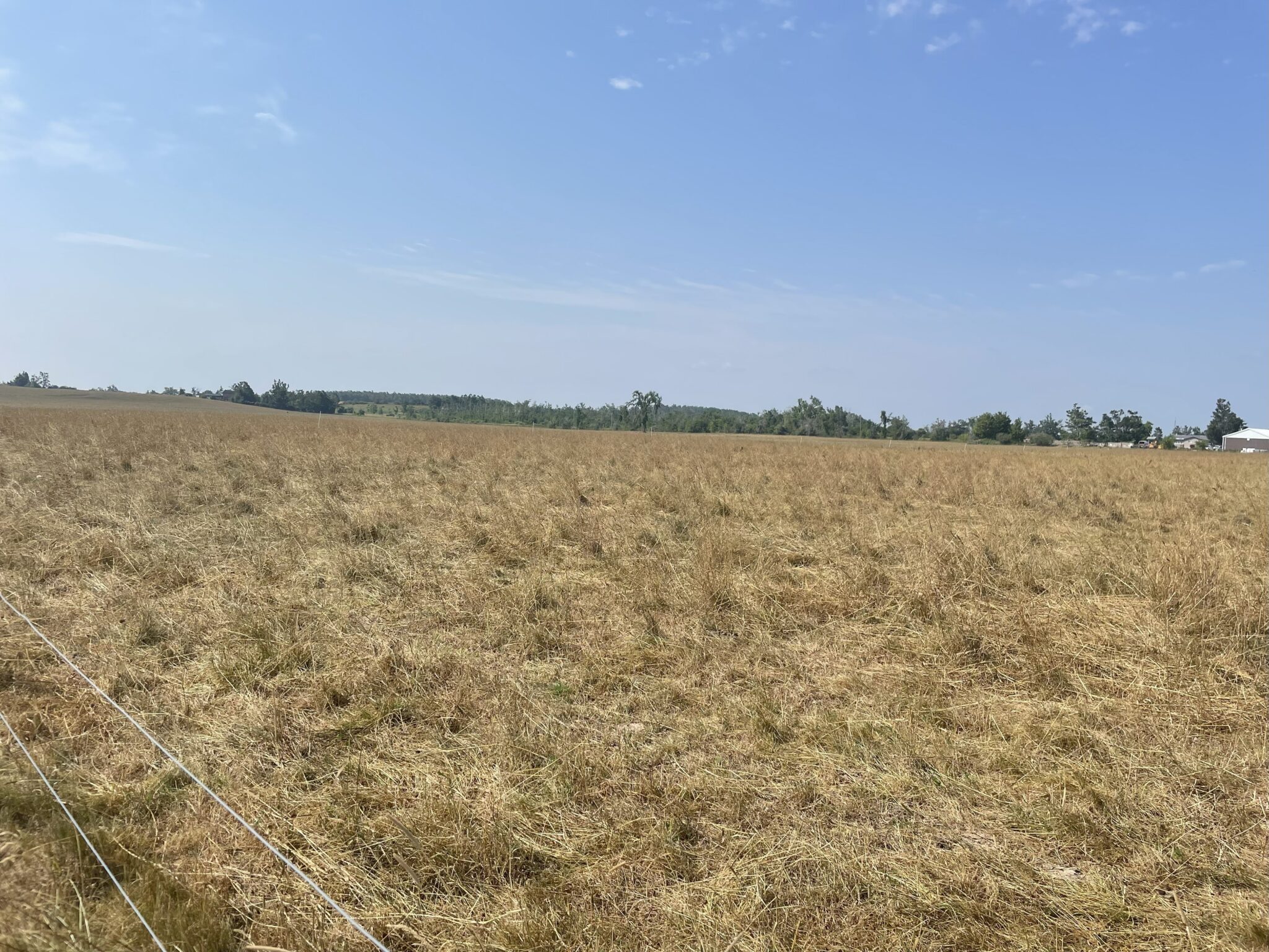 Crop Report – July 31, 2025 – Field Crop News