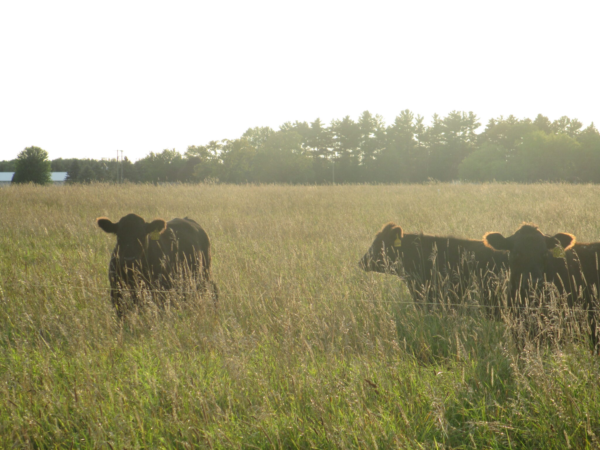 Managing Forage Crops and Pastures in Dry and Hot Conditions – Field ...
