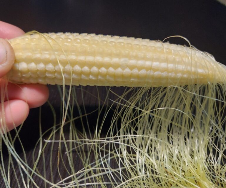 Evaluating Corn Pollination Success – Field Crop News