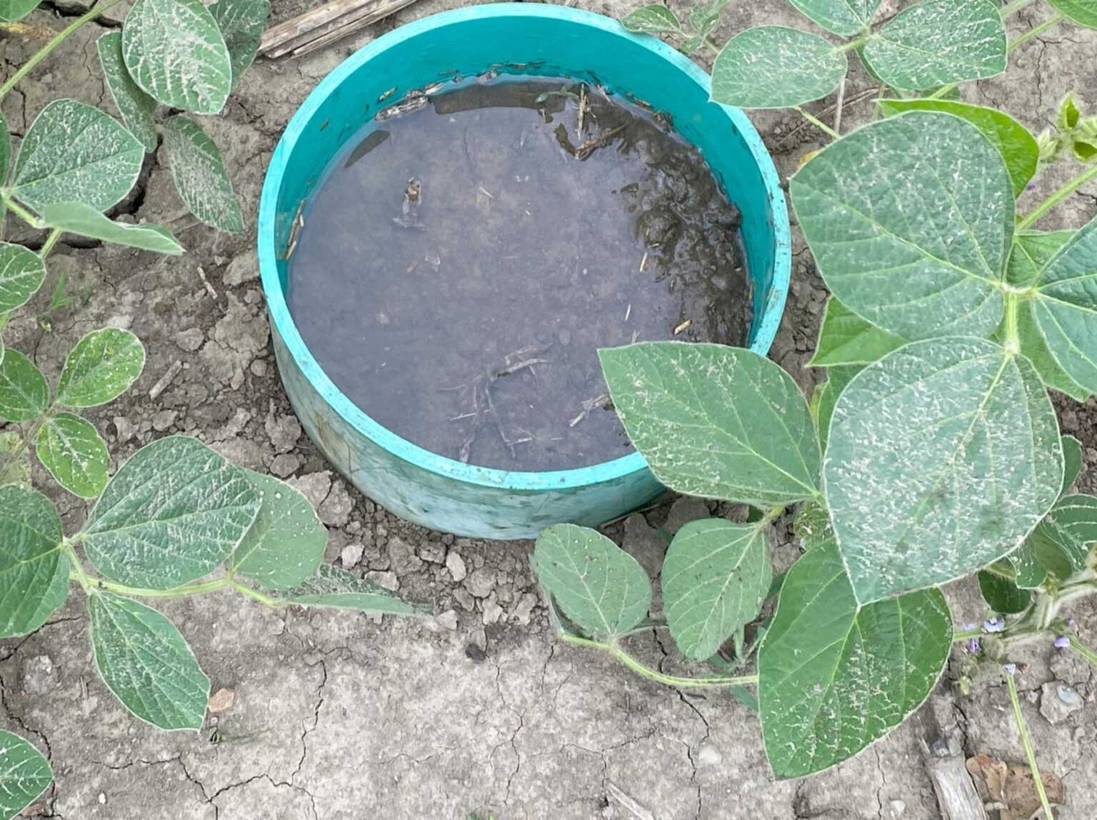 Crop Report – August 07, 2025 – Field Crop News