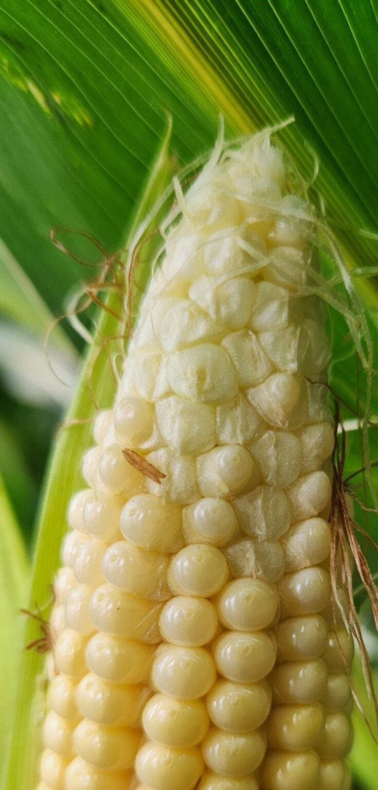 Evaluating Corn Pollination Success – Field Crop News