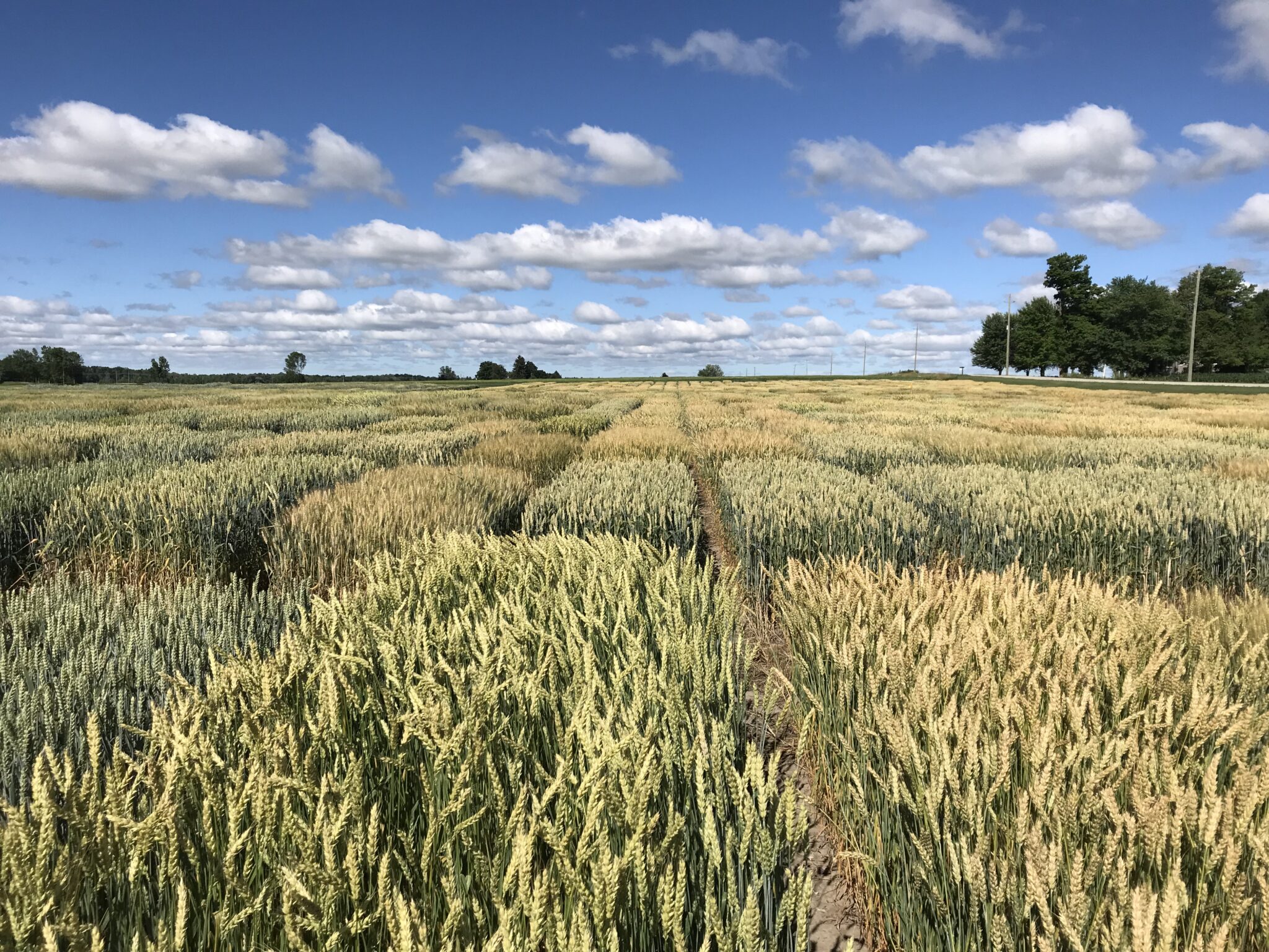 2025 Ontario Cereal Crop Committee Winter Wheat Preliminary Data is ...