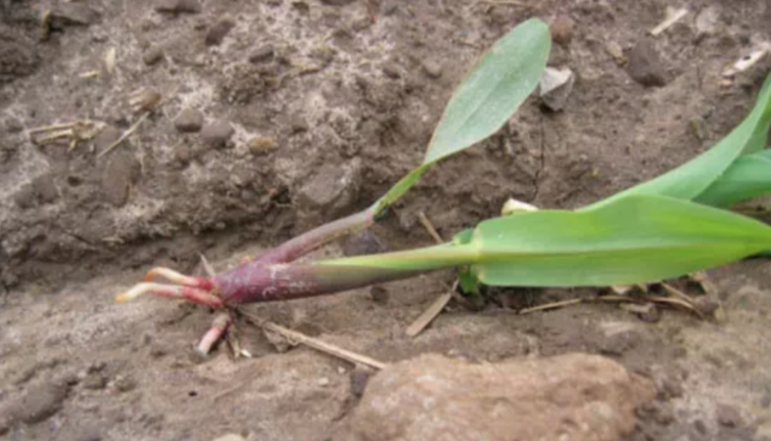 Determining Corn Planting Depth Based of Your Farm’s Conditions – Field ...