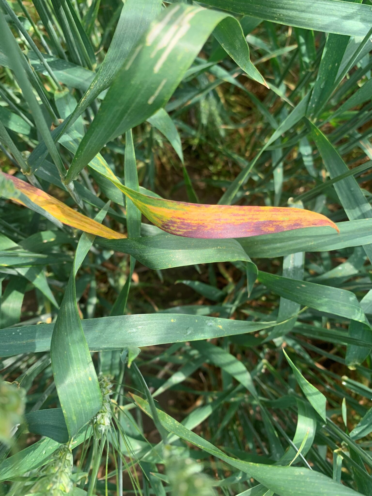 Barley Yellow Dwarf Virus – Field Crop News