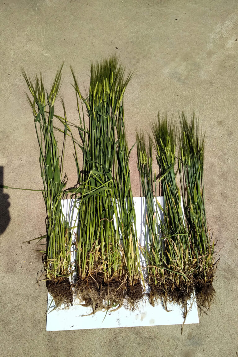 Barley Yellow Dwarf Virus – Field Crop News