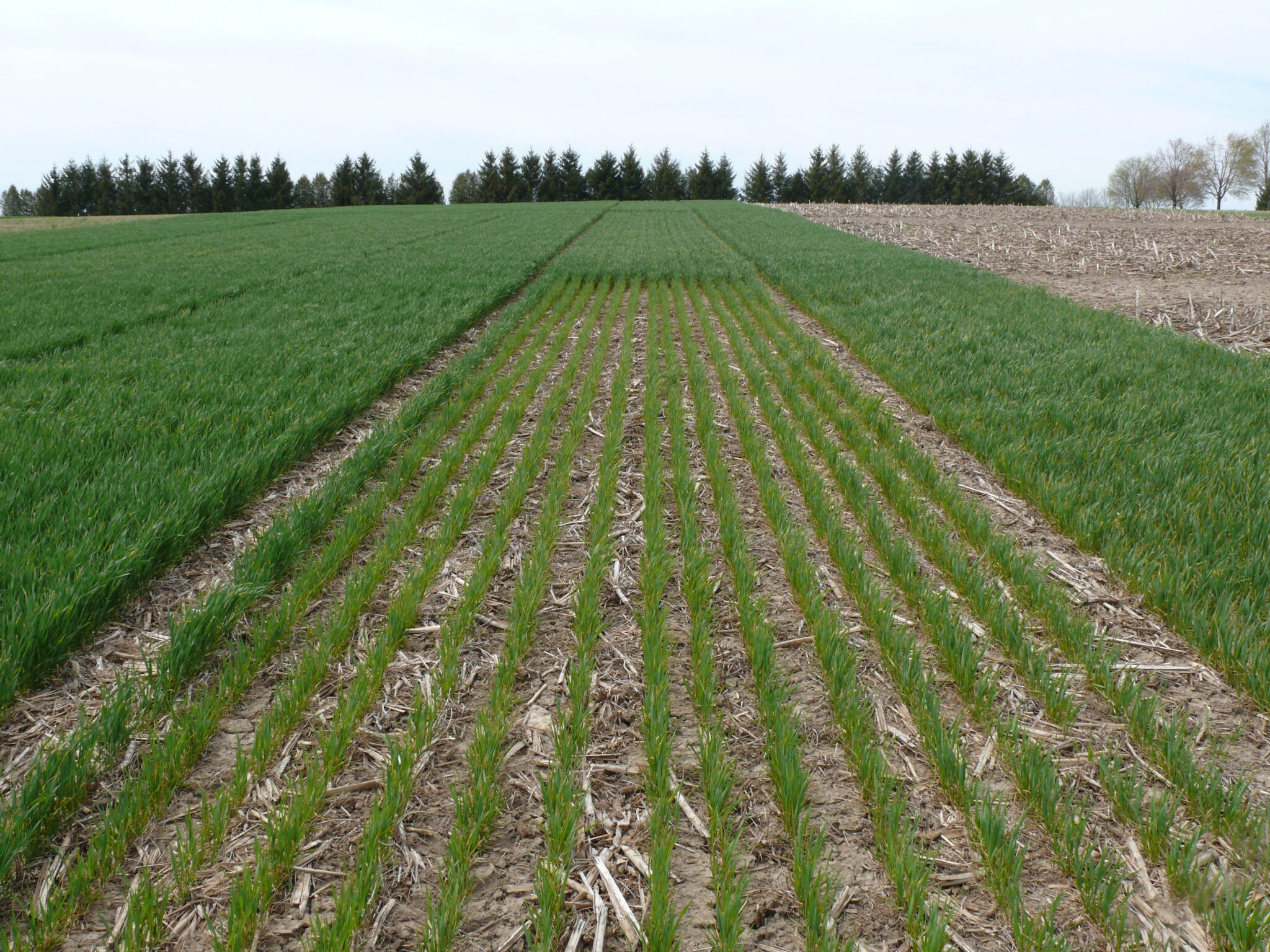 October 2025 – Field Crop News