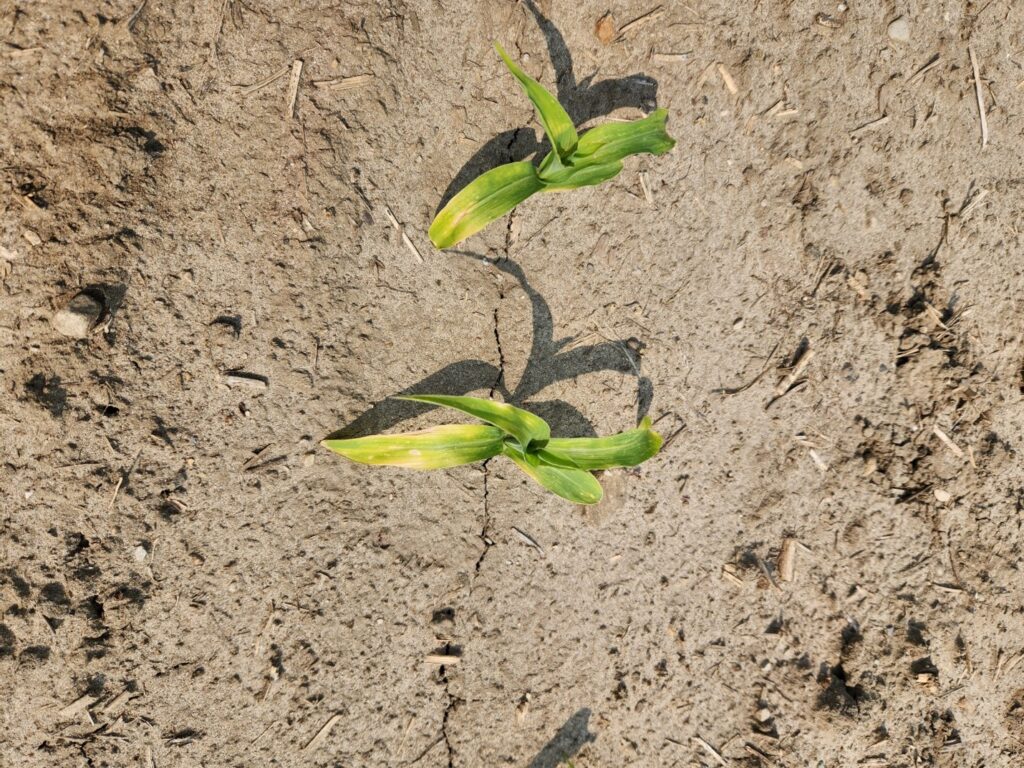 2025 Corn Seasonal Summary – Field Crop News