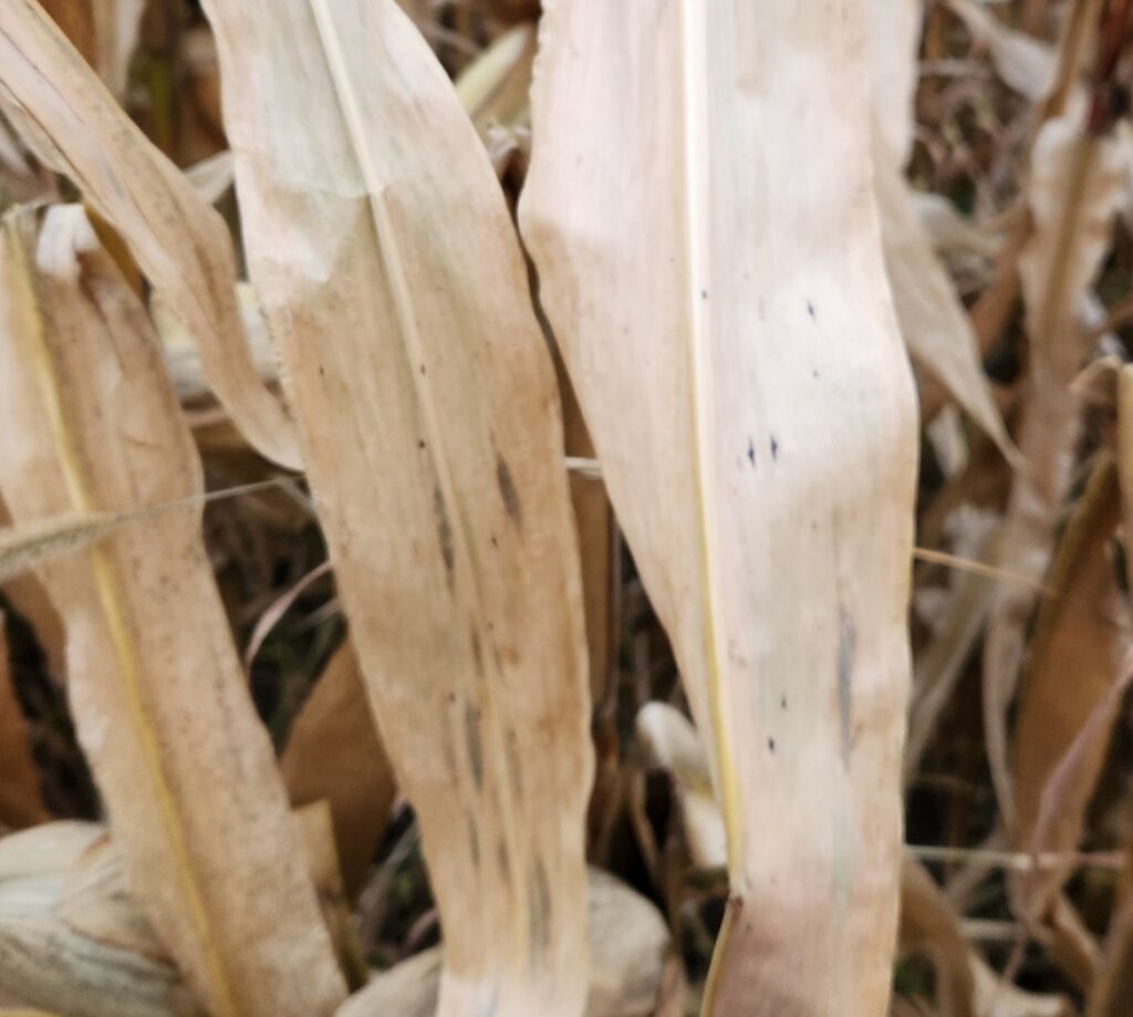 2025 Corn Seasonal Summary – Field Crop News