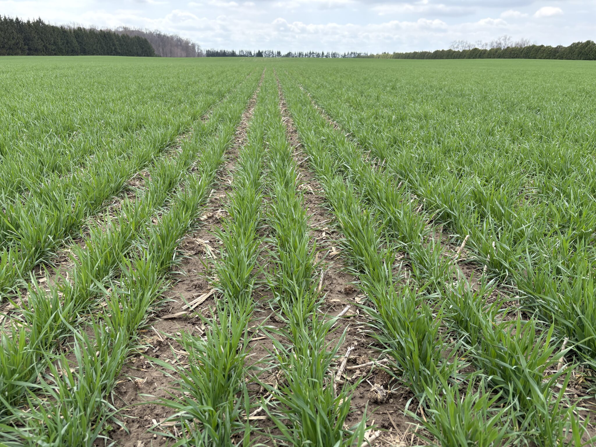Crop Reports – Field Crop News
