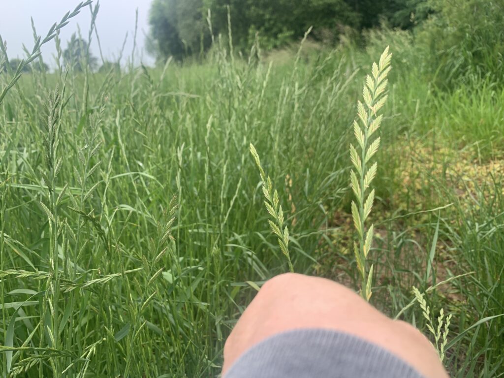 Crop Conditions – Week of June 15, 2026 – Field Crop News